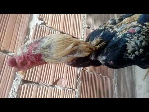 Amostrando todos os galos🐔da cocheira cjw