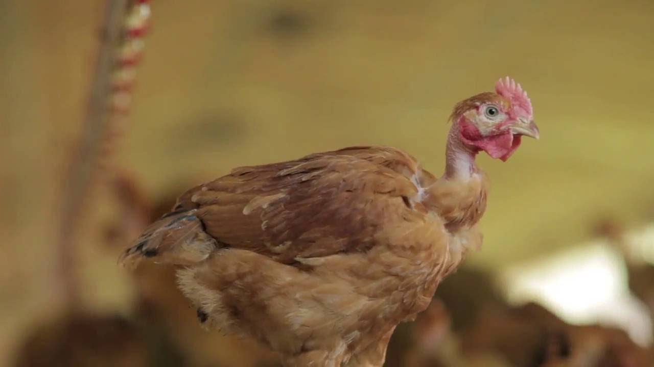 The Poulet Rouge Story with Joyce Farms - YouTube