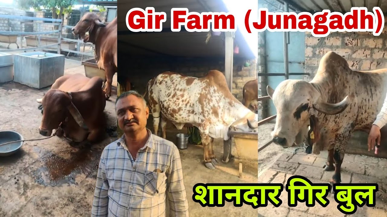 बेहतरीन ब्लडलाइन का गिर बुल - Junagarh Gujrat || GIR Gaushala : गिर गौशाला || Arjun Odedra - YouTube
