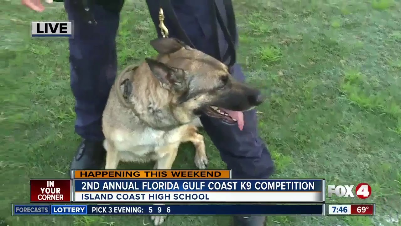Police dogs compete in 2nd annual Florida Gulf Coast Police K9 ...