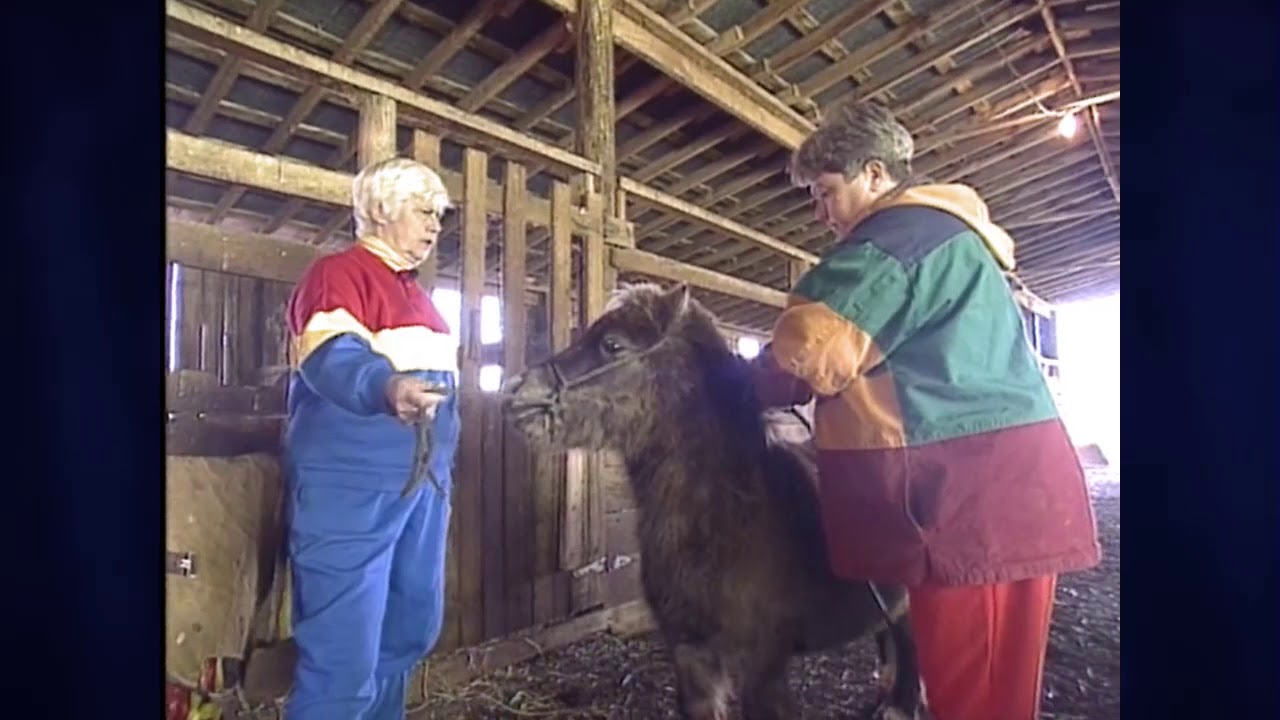 Miniature Horses | Tennessee Crossroads | Episode 3108.4 - YouTube