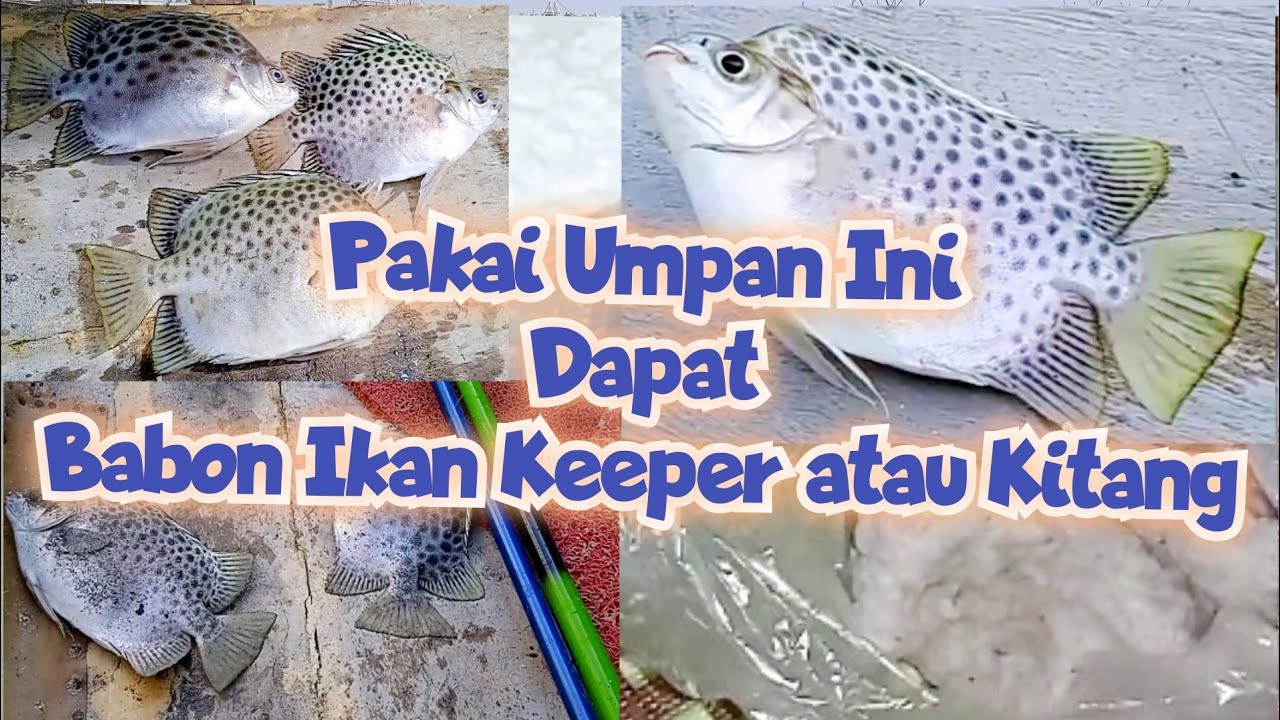 Dengan umpan ini dapat Babon ikan Kiper atau ikan Kitang - YouTube