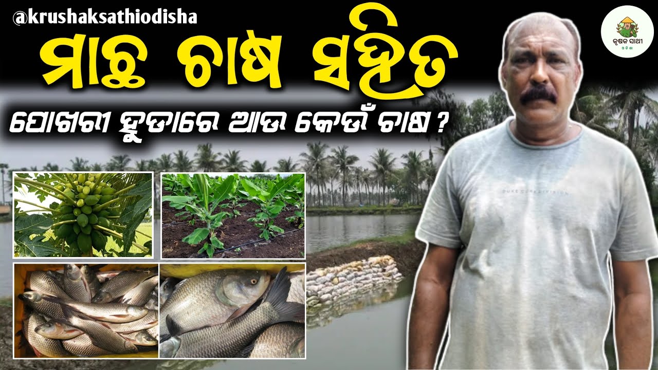 Macha chasa kemiti kariba[ପୋଖରୀ ହୁଡାରେ କେଉଁ ଚାଷ]Integrated Farming ...