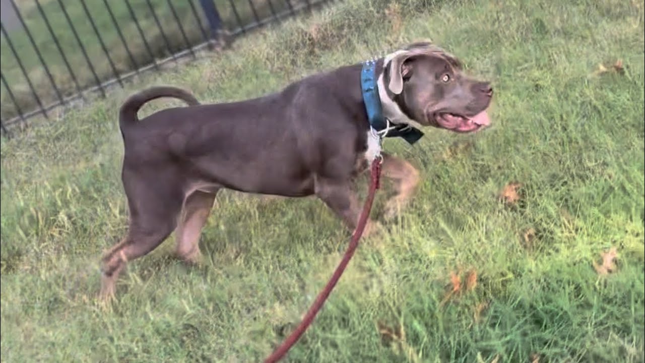 XL Bully walking first time on LEASH‼️ - YouTube