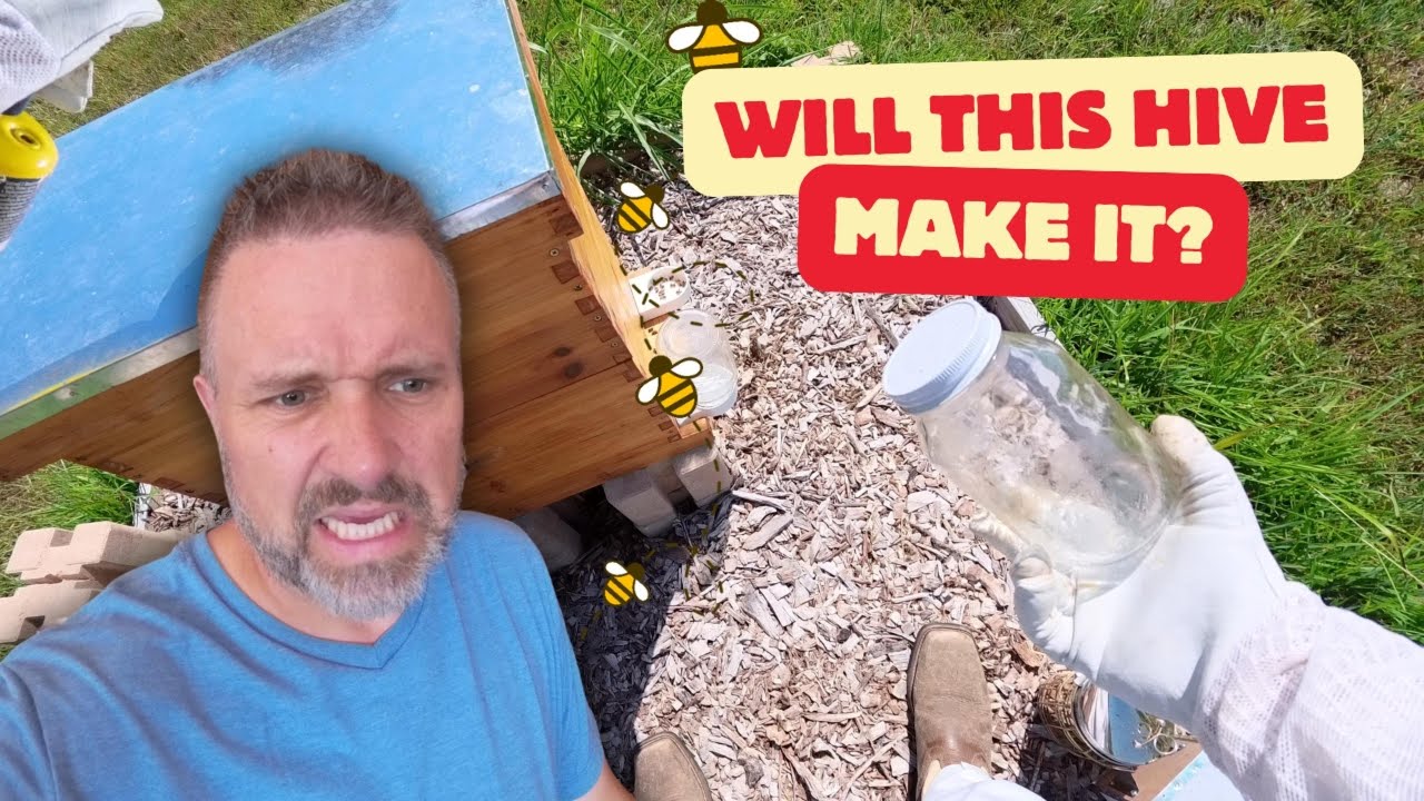 Running Out Of Food | Starving Hive | Learning Beekeeping | Apiary ...
