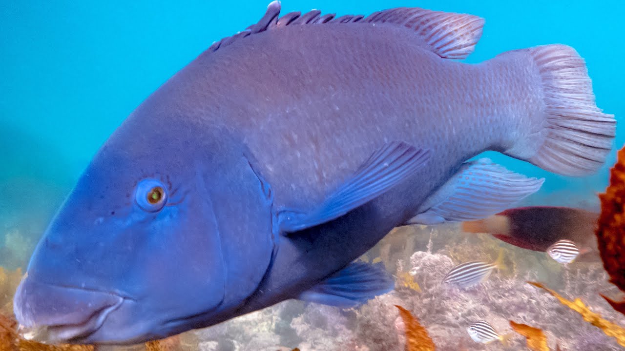 Did you know that fish can change sex | Prof TRACEY ROGERS - YouTube