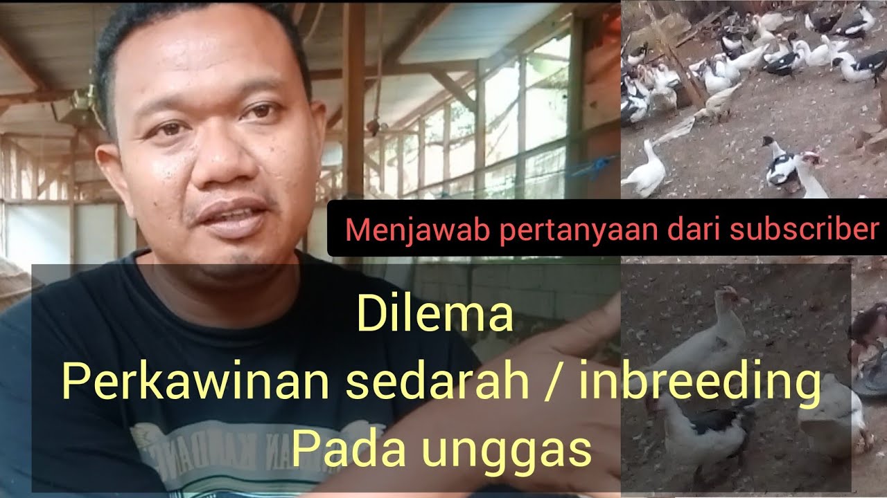 perkawinan sedarah / inbreeding pada ternak unggas ( menjawab ...