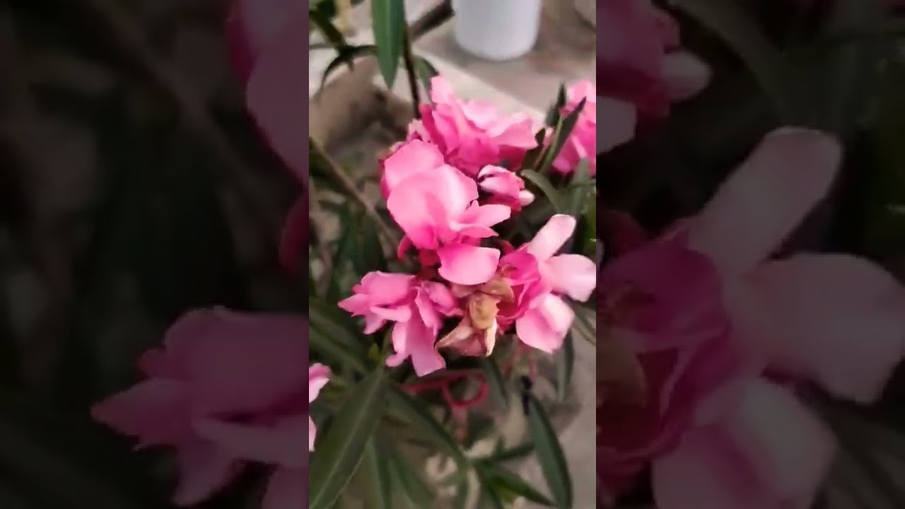 #pink canner#nice flower#good morning # 🙏 - YouTube