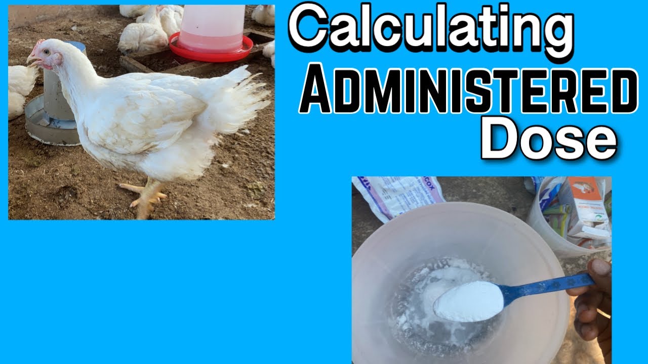 How to Calculate Drug Dosage for Chickens (and Other Poultry) - YouTube