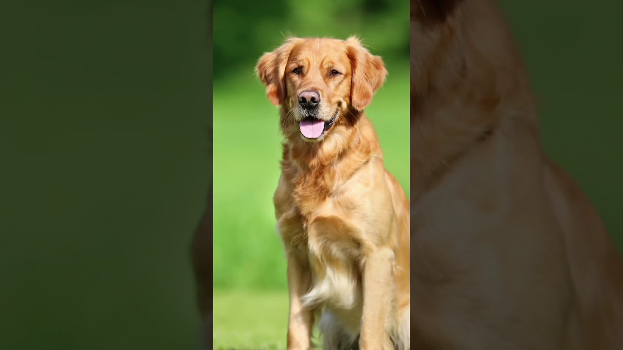 dog lover please support me 🙏#short #please #subscribe #trending # ...