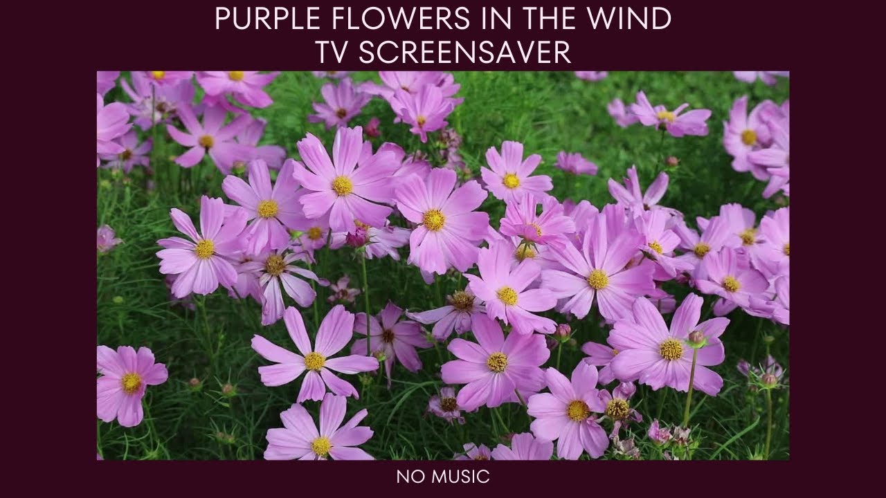 PURPLE FLOWERS IN THE WIND SCREENSAVER | CREATIVE SCREENSAVERS - YouTube