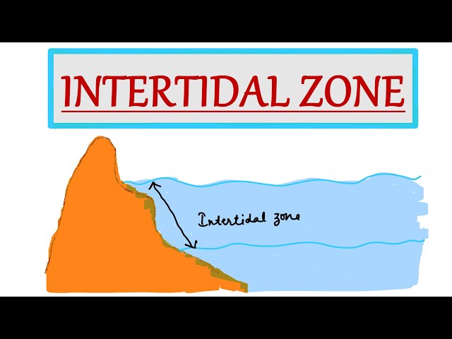 Intertidal Zone Videos Info And Lessons From Untamed Science