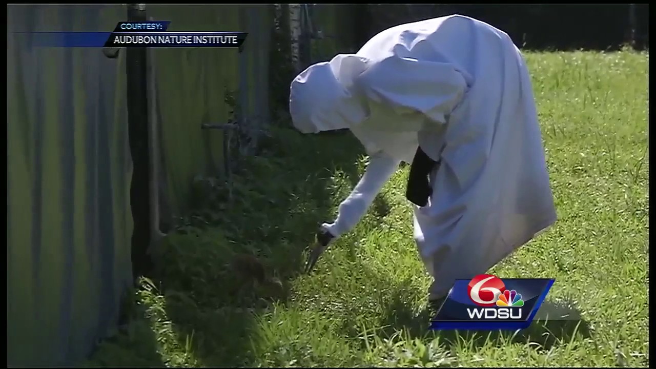 Audubon Nature Institute experts use puppets to feed whooping crane ...