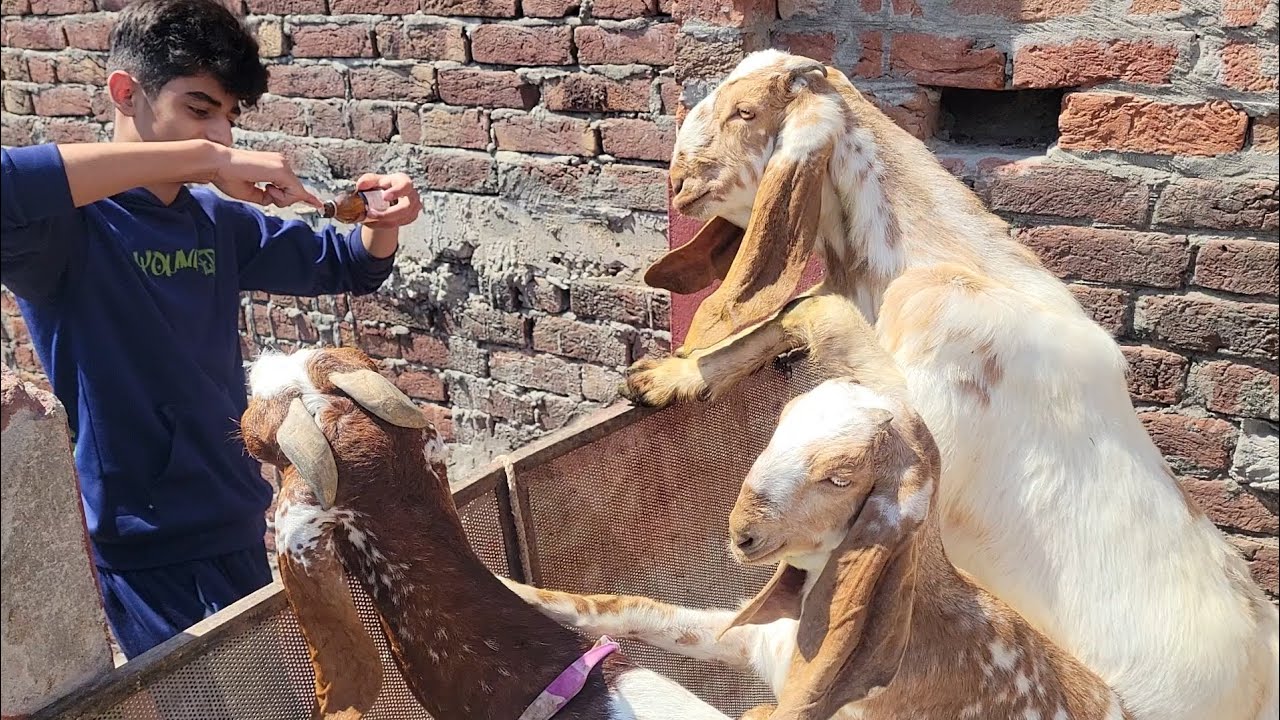 Inki Energy Zyada Ho Gai | Pet Vlog | Hamza Zahid - YouTube