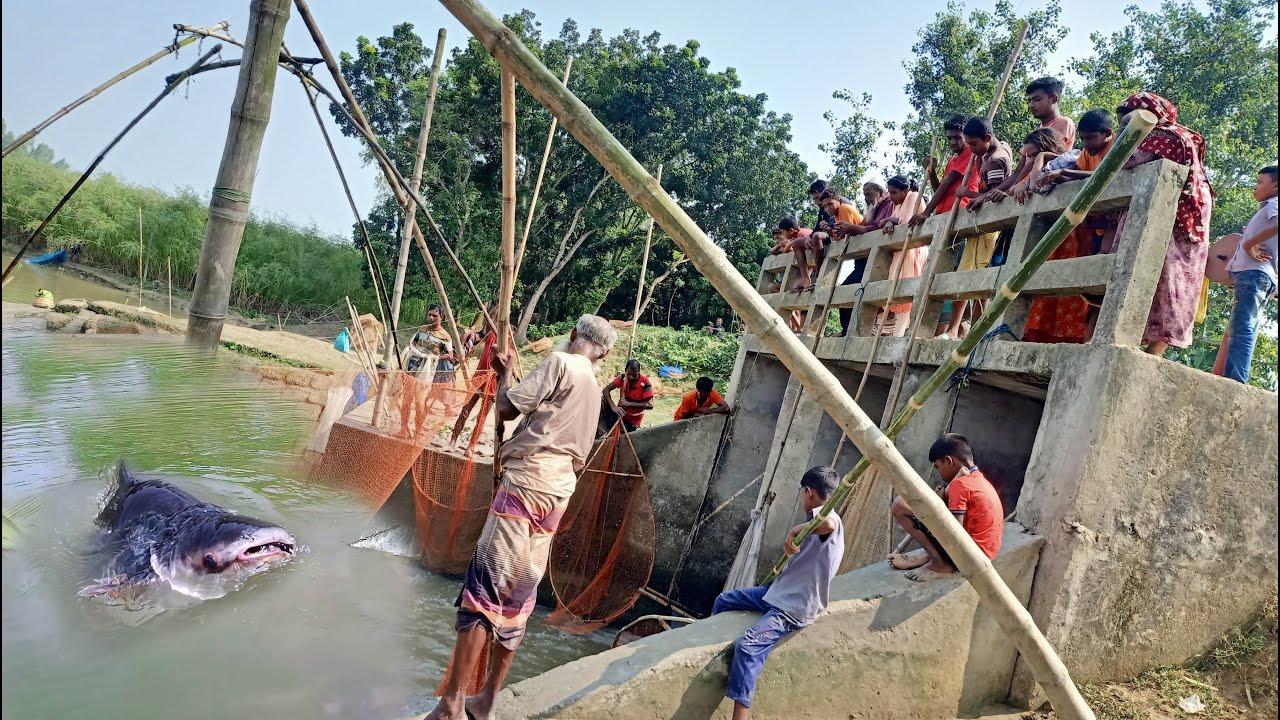 Traditional flood water fishing in rainy season | Huge fish catching ...