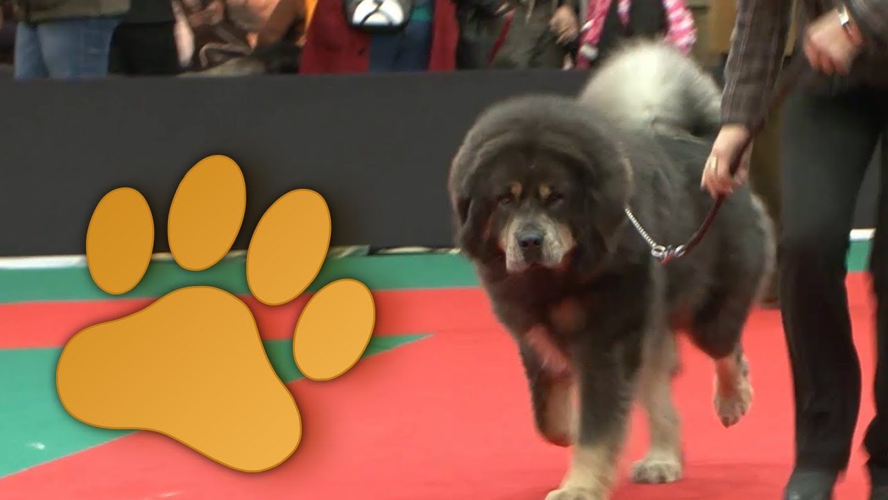 Winner 2013 Group 2, Pinscher & Schnauzer - Molossoid Breeds - Swiss ...