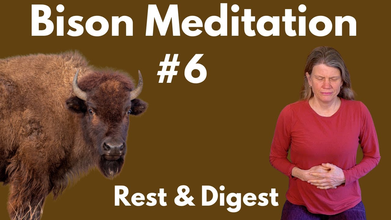 Bison Meditation 6 - Rest & Digest - YouTube