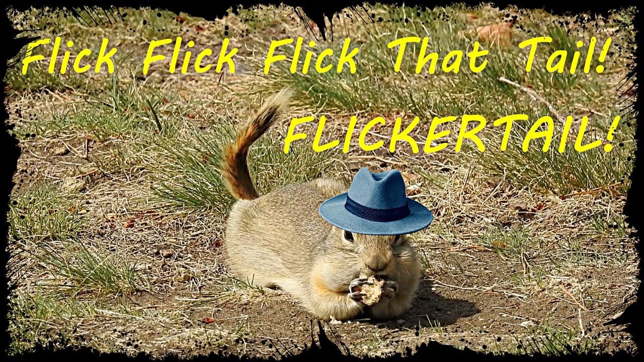 GO4 FUN! Quickie #18! Watch! Why Richardson Ground Squirrels Are Called ...