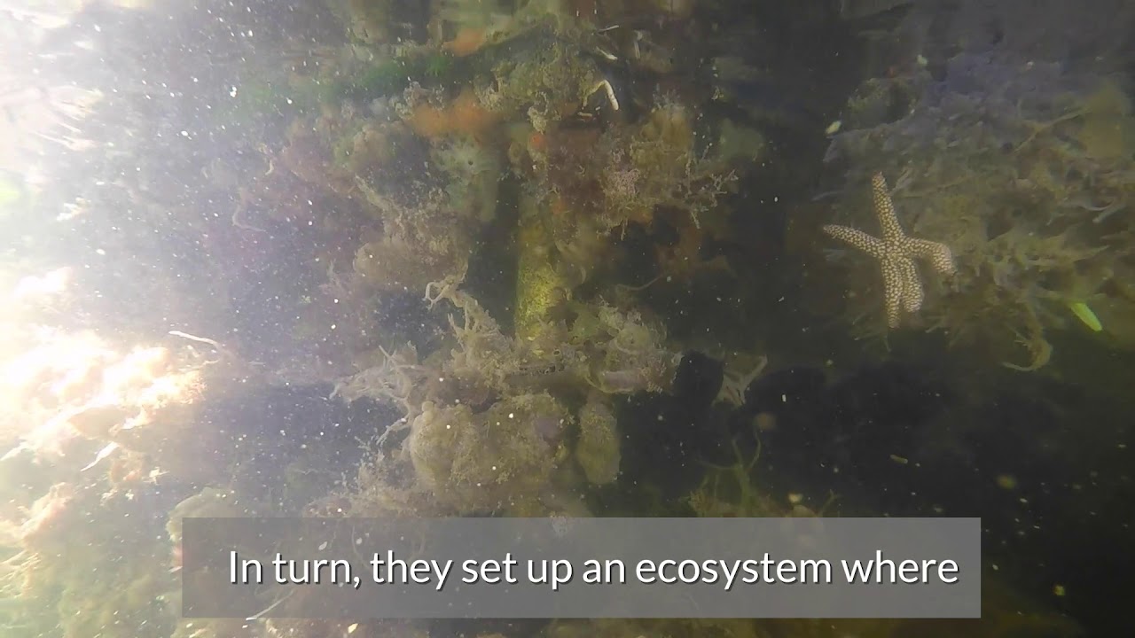 Ocean Habitats Mini Reef - YouTube