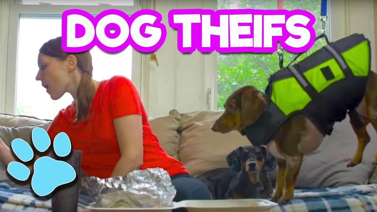 Dog Thief | Dogs Stealing Food | #thatpetlife - YouTube