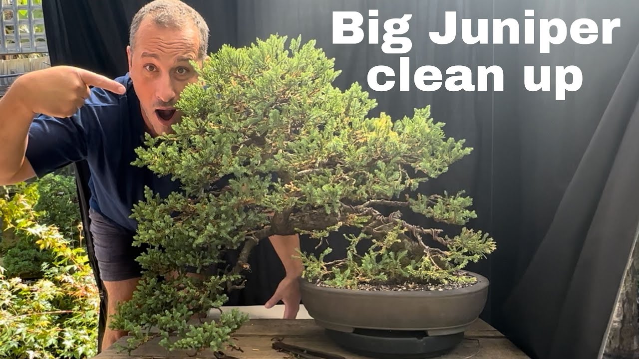 Large Juniper bonsai gets a haircut and restyle - YouTube