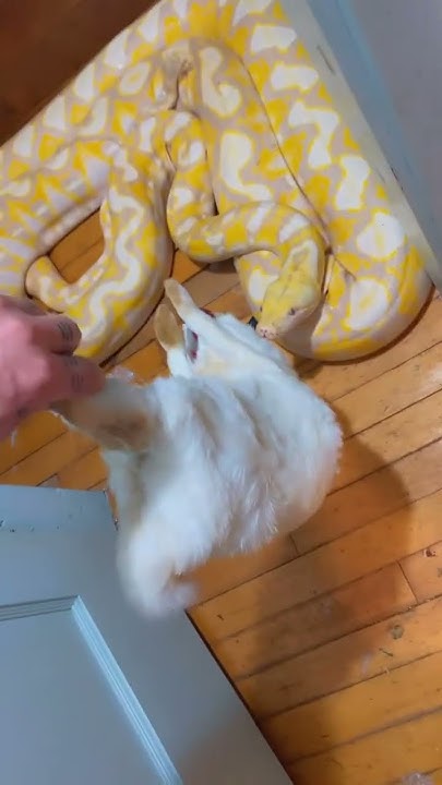 Reticulated Python - YouTube