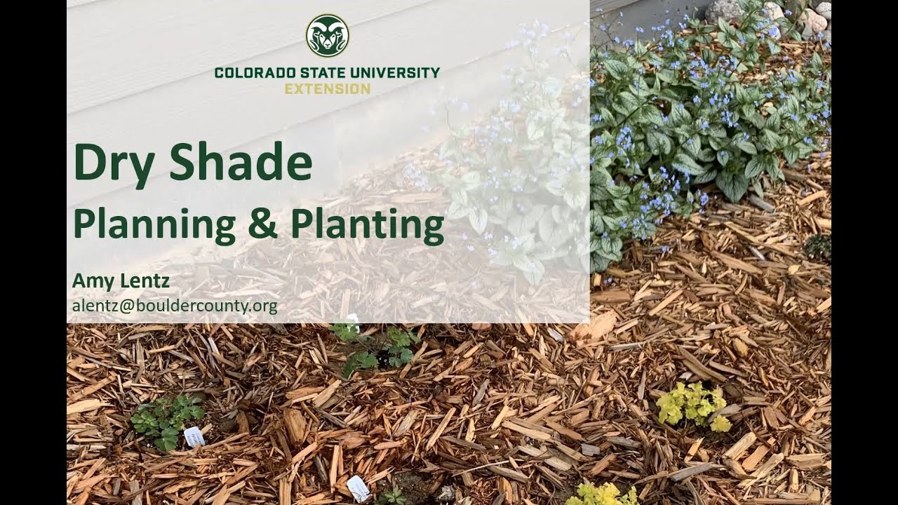 Dry Shade Gardening - YouTube