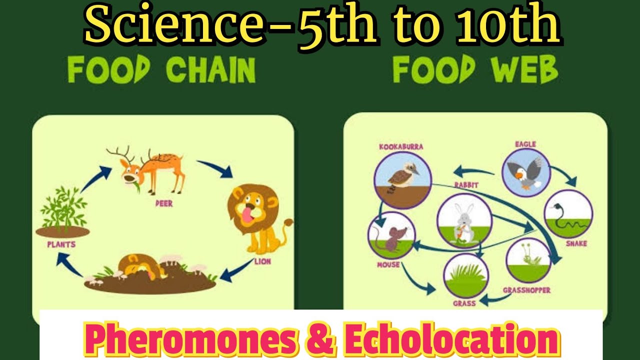 EVS Class 5 Observing Animals || Food Chain and Food Web || Pheromones ...