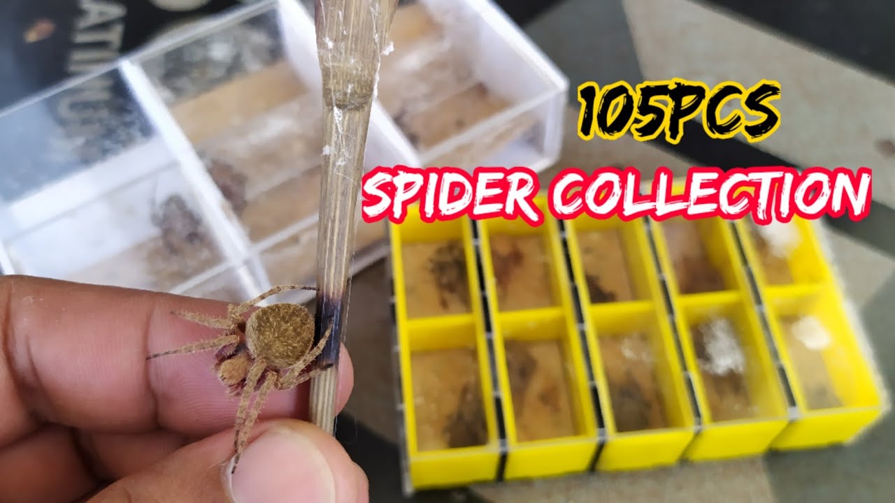 105pcs spider collection 😱 spider show. - YouTube