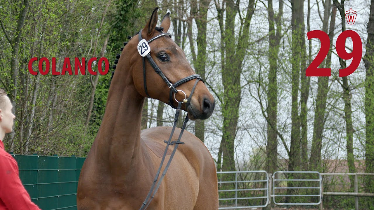 29 Colanco - YouTube