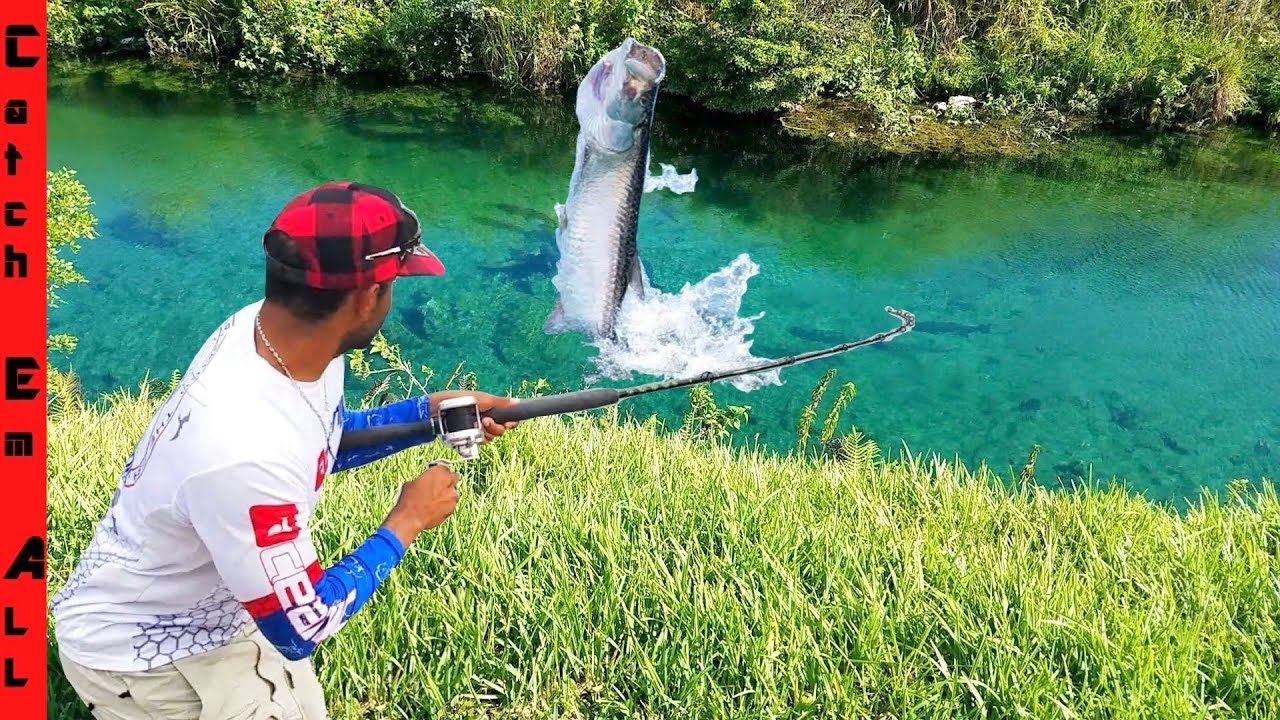 100s of MASSIVE FISH in CITY POND! - YouTube
