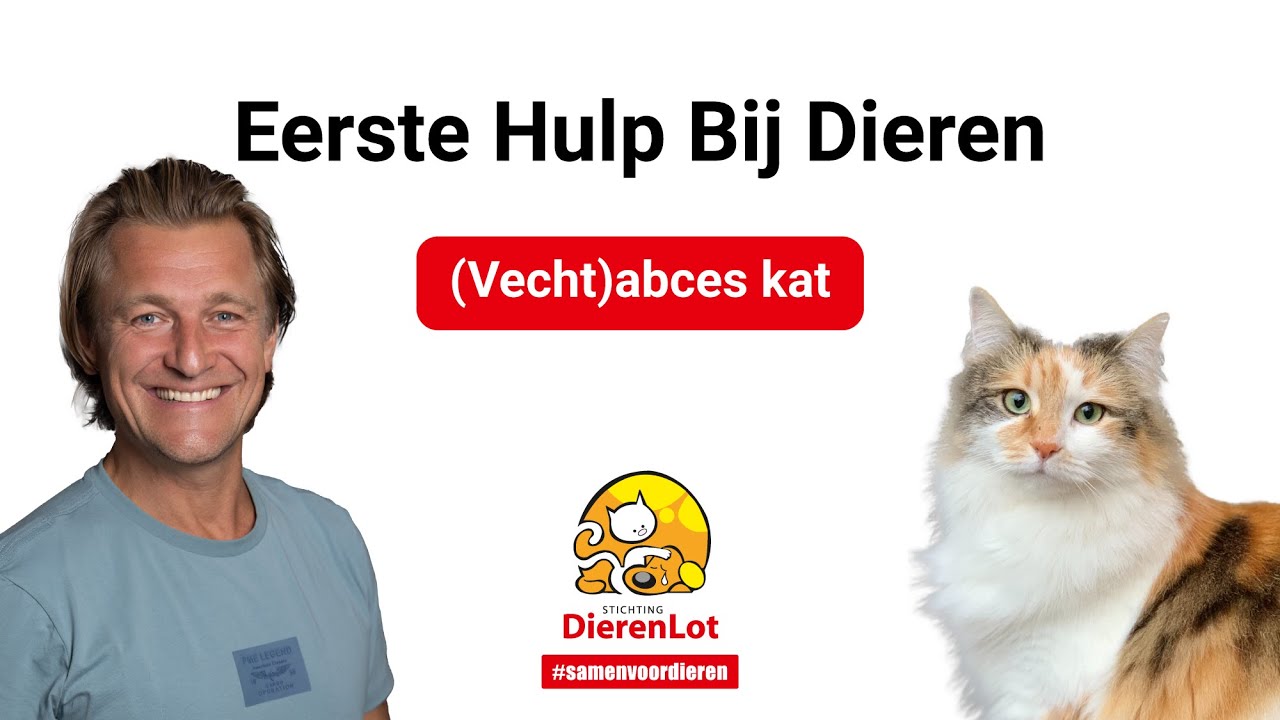 Hoe behandel je een (vecht)abces bij een kat? - YouTube