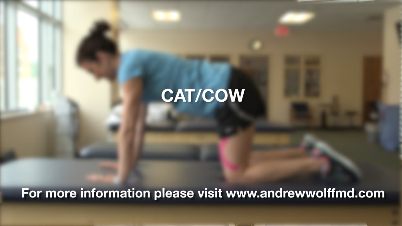Cat/Cow - YouTube