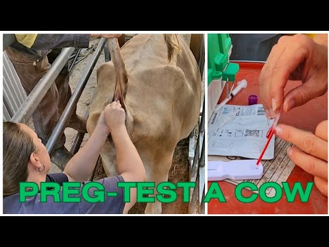 HOW TO USE the IDEXX blood draw 🐄 pregnancy test kits! 🐮🐂🐃 - YouTube
