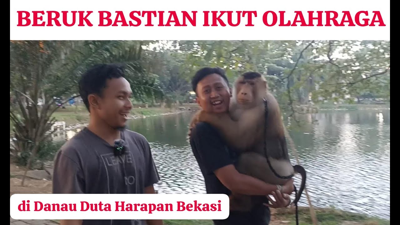 Bastian si Beruk Besar ikut jogging di danau duta - YouTube