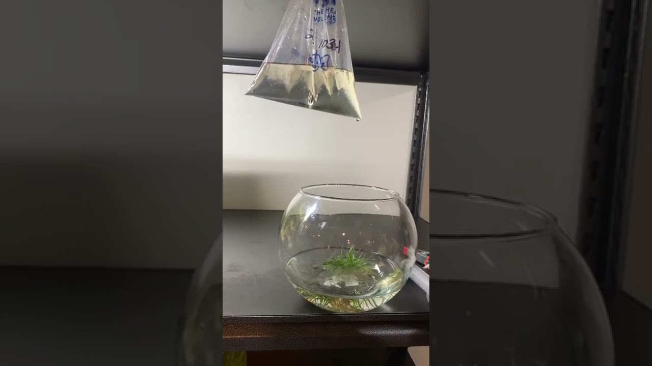How to Drip Acclimate Your New Fish - YouTube