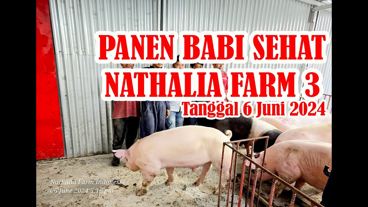 PANEN BABI SEHAT ORGANIK NATHALIA FARM 3 tanggal 6 Juni 2024 - YouTube