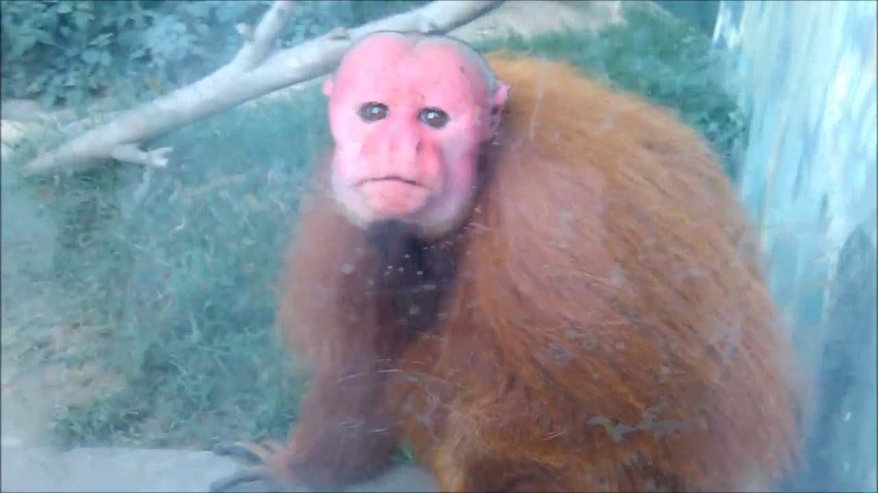 Mono huapo Colorado - YouTube