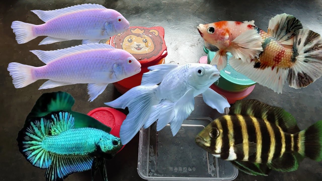 Unboxing and playing with fish, there are cucumber fish, comet fish ...