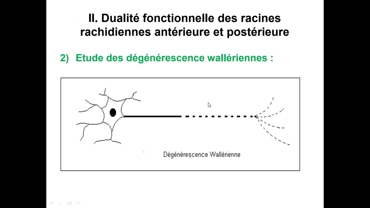 LES RACINES RACHIDIENNES - YouTube