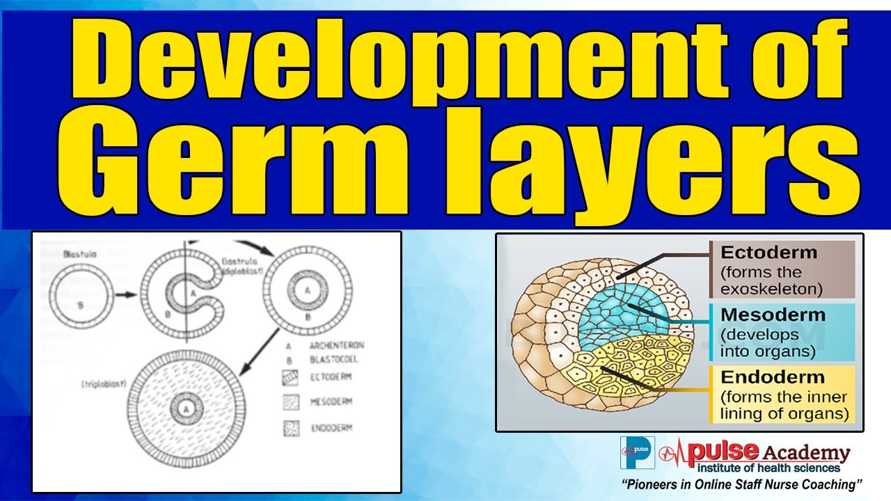 Development of Germ Layers | Pulse Academy - YouTube