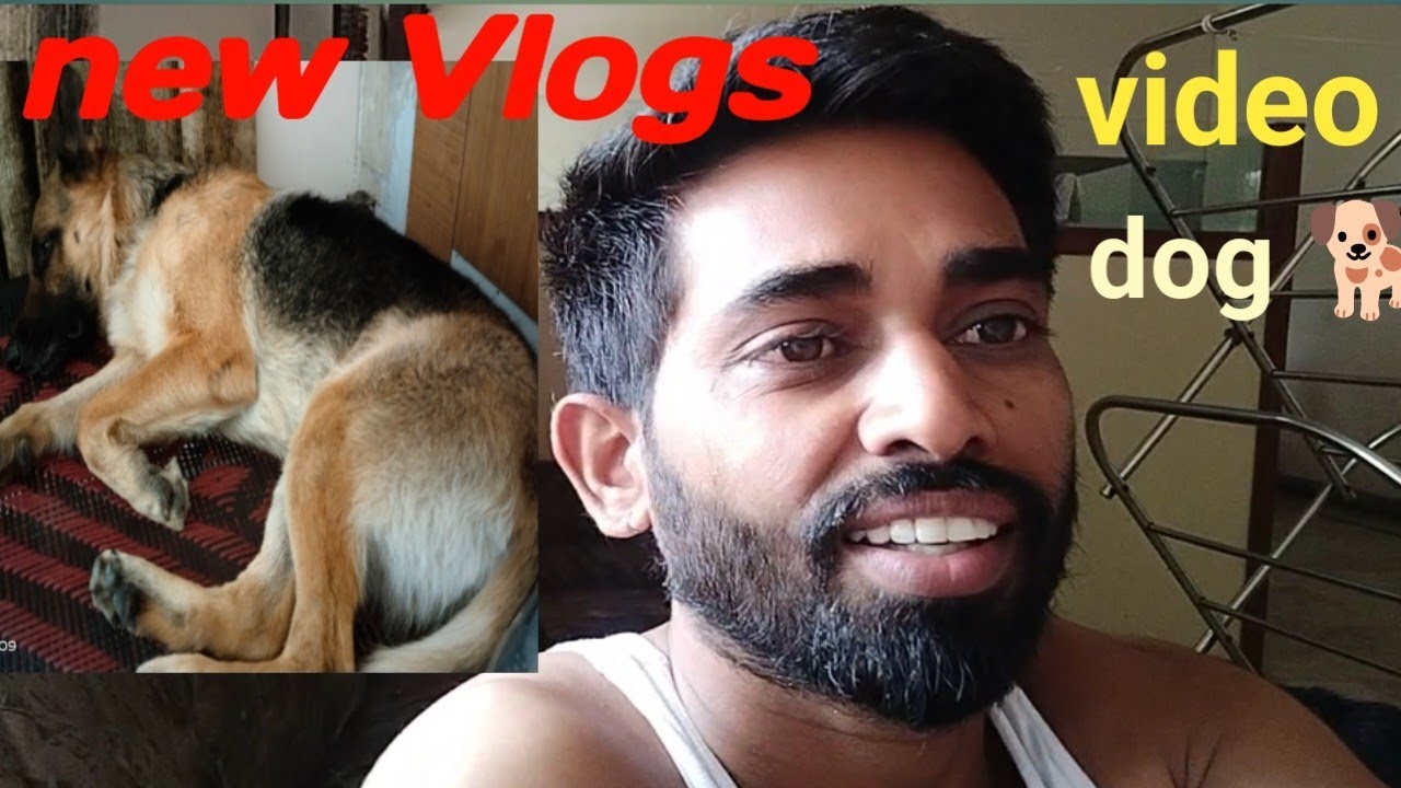 New Vlogs |video dog 🐕 - YouTube