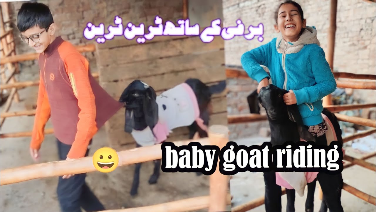 beautiful goat farm | baby goat in house | play with goat baby - YouTube