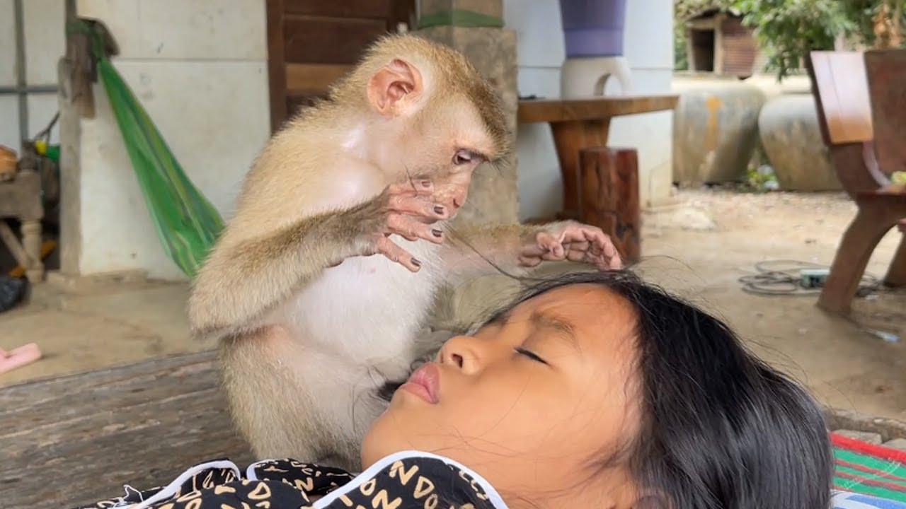 ASMR Monkey Grooming Oddly Satisfying Anxiety Relief Relaxing - YouTube