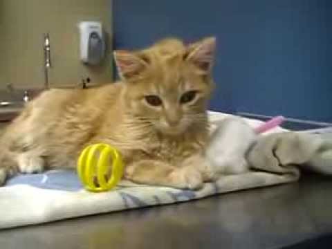 Frosty the Frozen Kitten (part 7) - YouTube