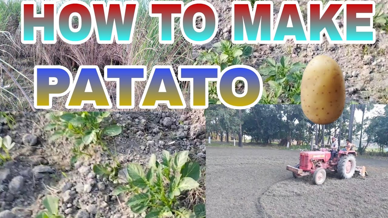 HOW TO MAKE PATAO #PATATO #VILLAGERBOY #VLOG - YouTube
