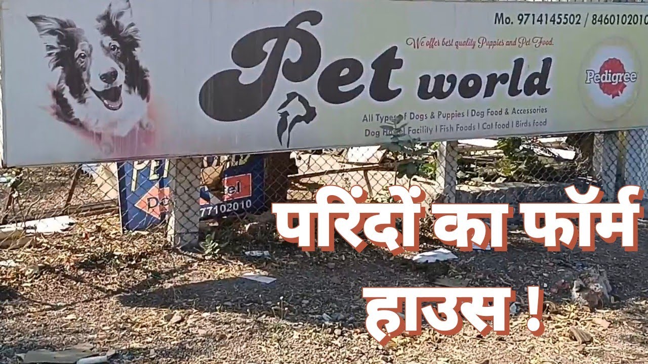 Bird Farm House in Bhavnagar | Pet World Dog Kennel | Cockatiel ...