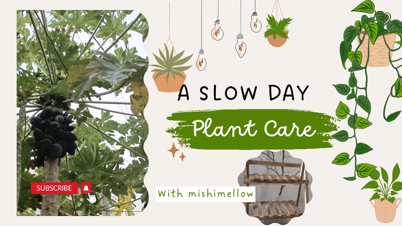 slow living , Plants care 🌱, peaceful day, unboxing, diy wood stain ...