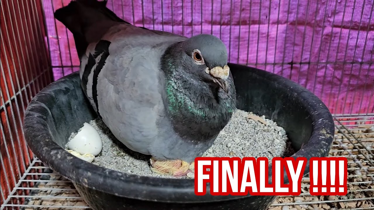 Newly Hatched Rare Off Color Racing Pigeon Egg - YouTube
