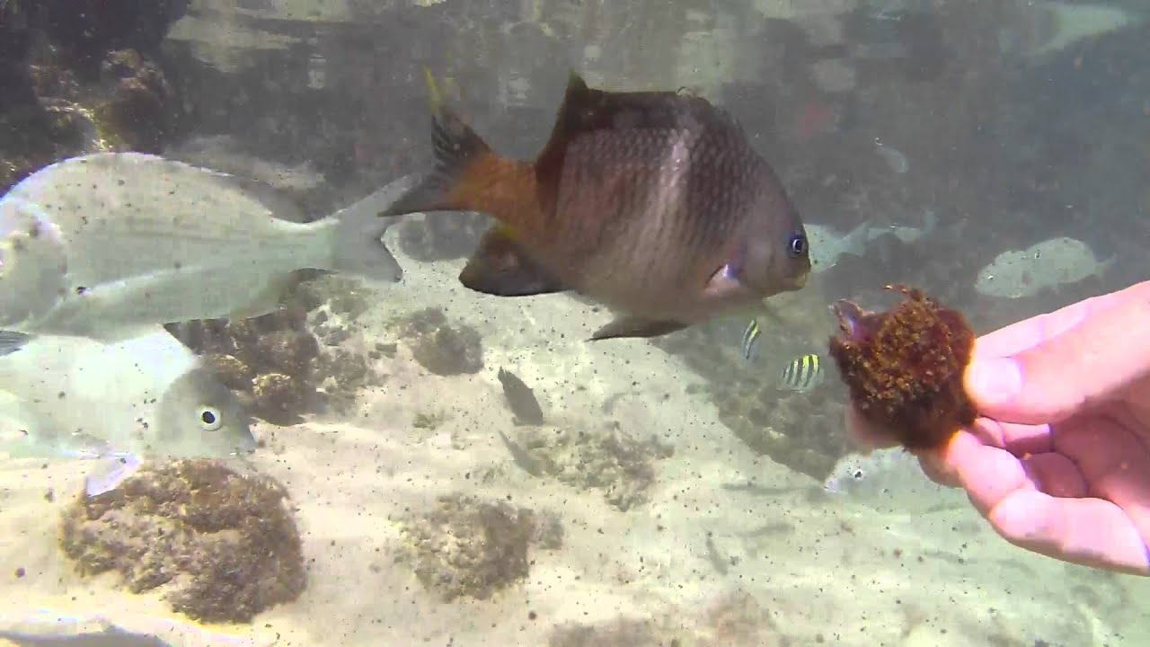 Fraser Animal Life - YouTube